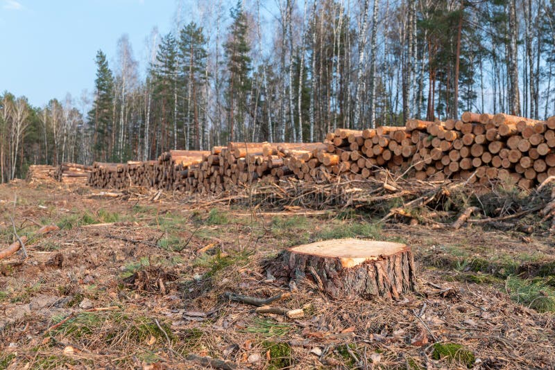 Stump Pine Tree Background Logs Stacked Deforested Area Stock Photos ...