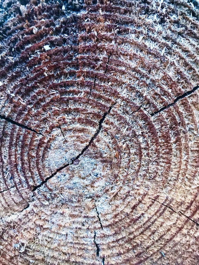 Stump of Pine Tree Felled with Annual Rings Stock Photo - Image of ...