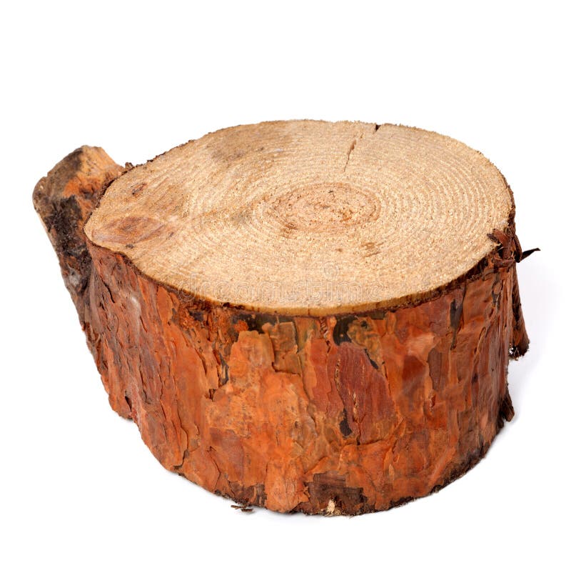 Cedar tree stump stock photo. Image of lumberjack, board - 1830110