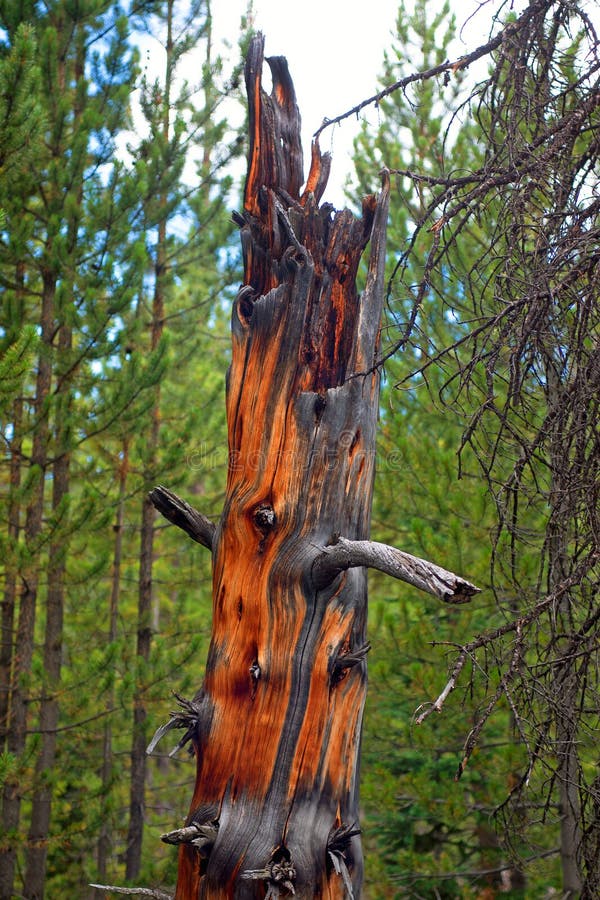 313 Blackened Burned Tree Stock Photos - Free & Royalty-Free Stock ...