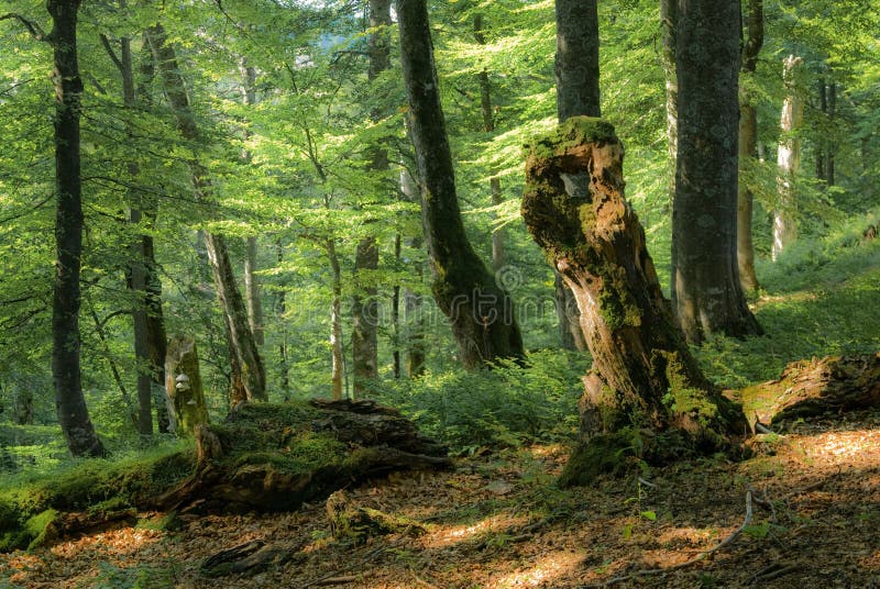 Stump in the Primaeval Forest Stock Image - Image of moss, landscape ...