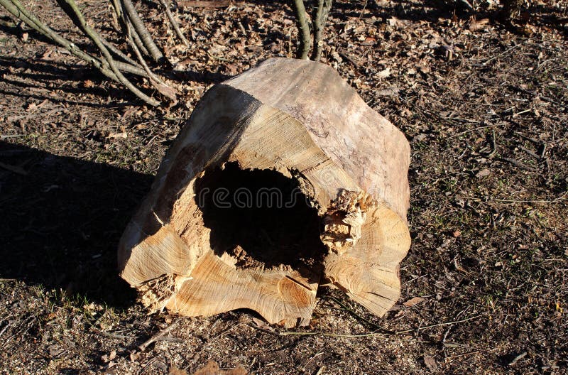 Stump after a Recently Cut Tree, Fresh Cut Stock Photo - Image of ...