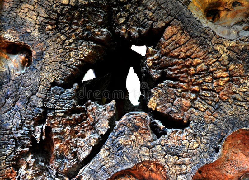 Stump Removal with Big Hole Stock Image - Image of circular, forest ...