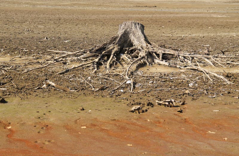Stump with revealed roots stock image. Image of climate - 69719651