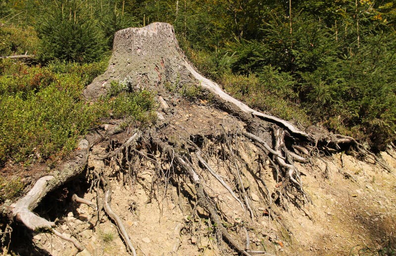 Stump with revealed roots stock image. Image of warped - 127693413