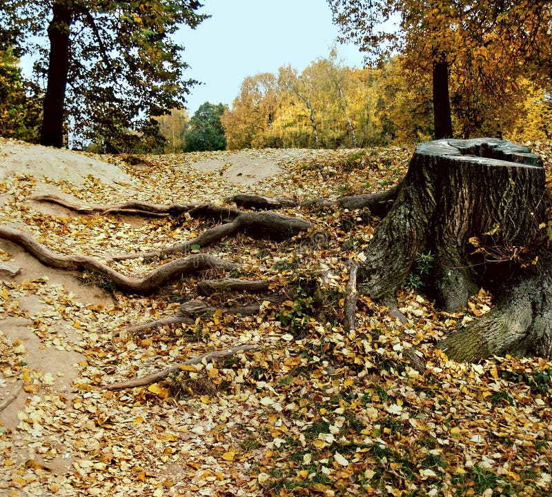 The Stump About The Road Picture. Image: 1809341