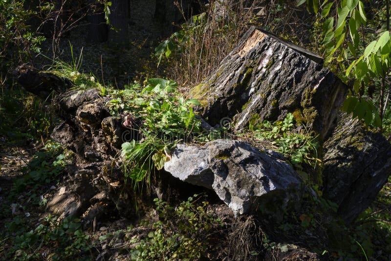 A Stump with a Root and a Stone of a Tree Torn Out of the Ground in the ...