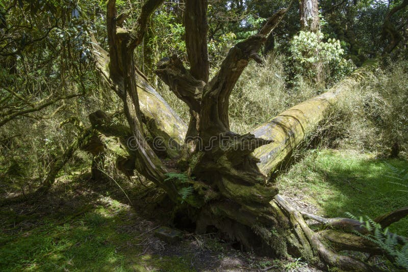 A Stump with the Roots of an Old Tree Stock Photo - Image of cypress ...
