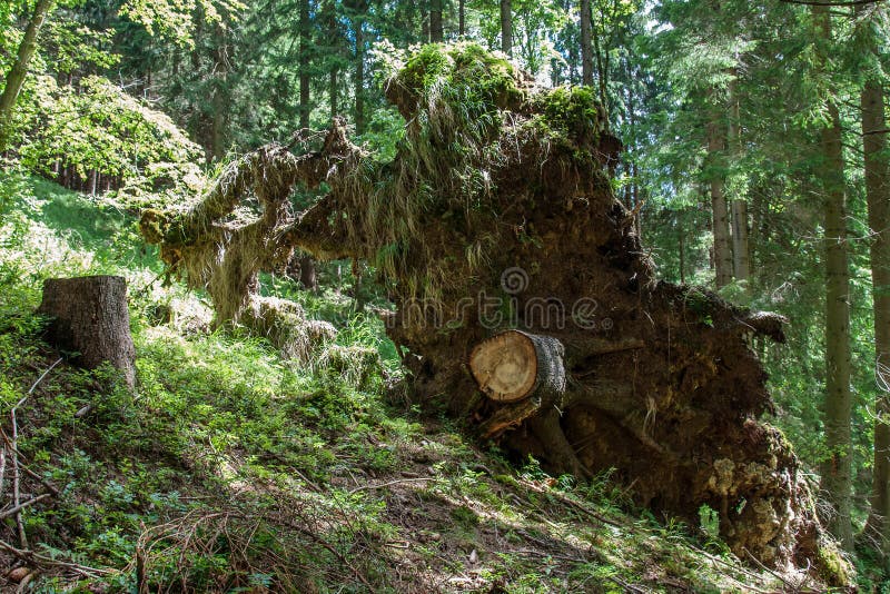 Roots of uprooted tree stock image. Image of soil, woods - 21789143