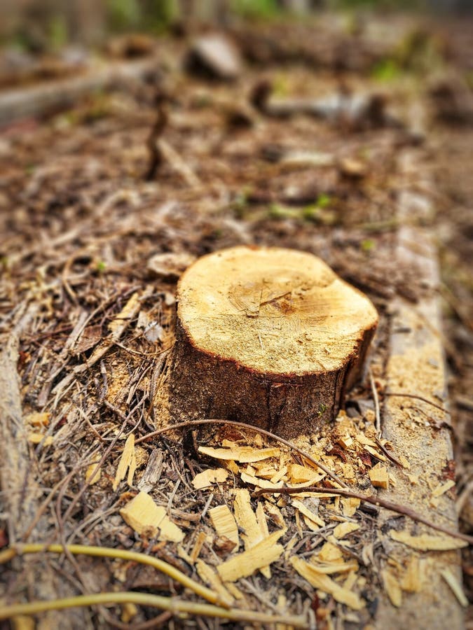 The Stump of the Sawed Tree with the Bokeh Background. Stock Photo ...