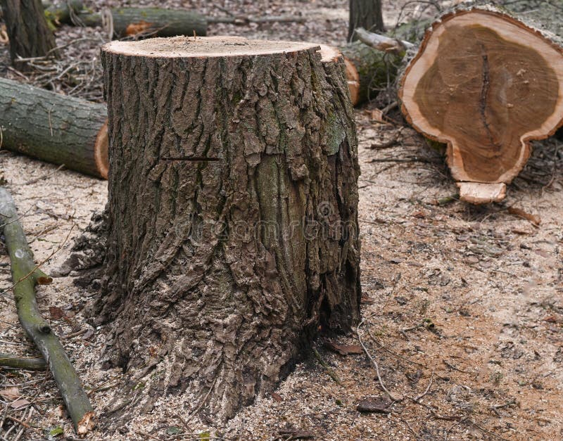 Stump of a Sawn Tree Around Which There is a Lot of Sawdust. Stock ...