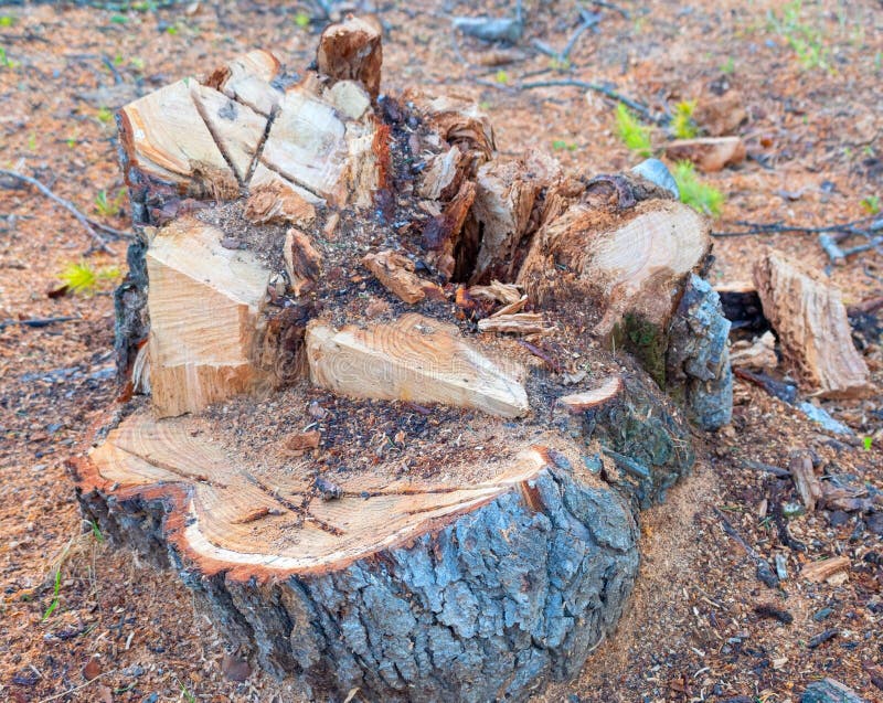 A stump from a sawn tree stock photo. Image of wood - 270238570