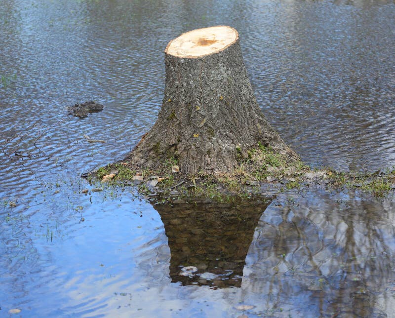 Stump of a Sawn Tree Stands in the Middle of the Water Stock Photo ...