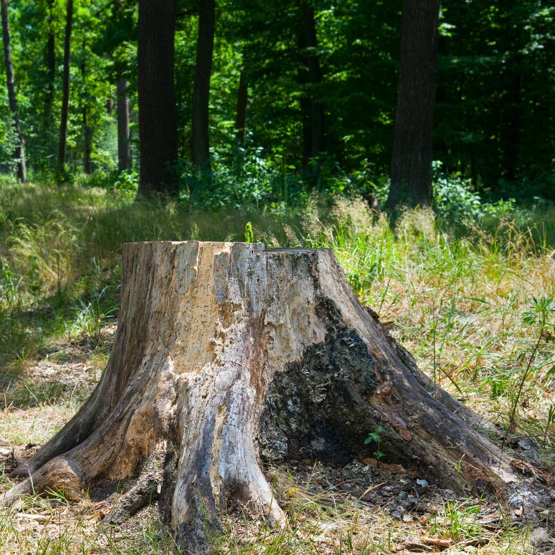 The Stump of a Sawn Tree in the Summer Forest Stock Photo - Image of ...