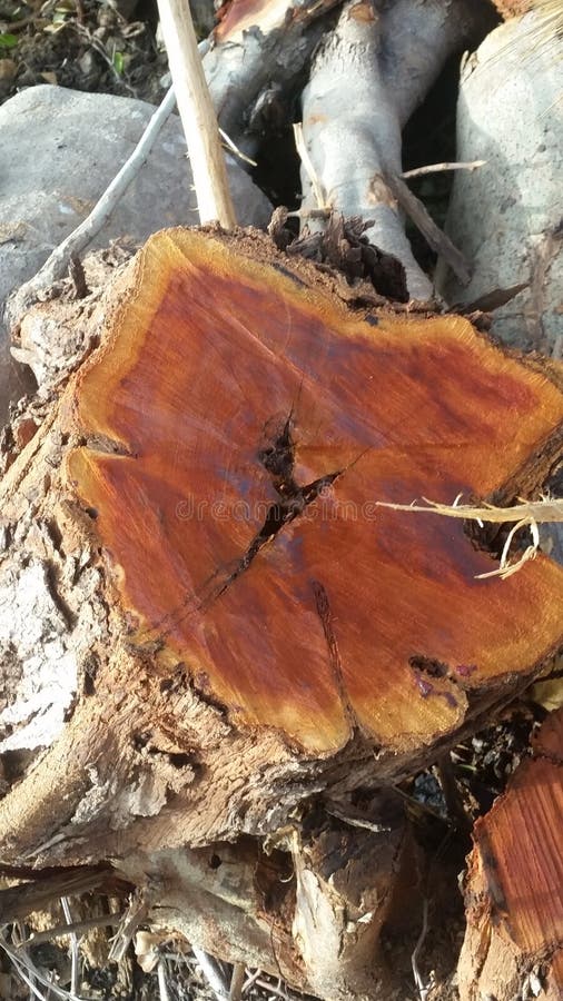 Stump with a scar stock image. Image of trunk, wildlife - 189151477