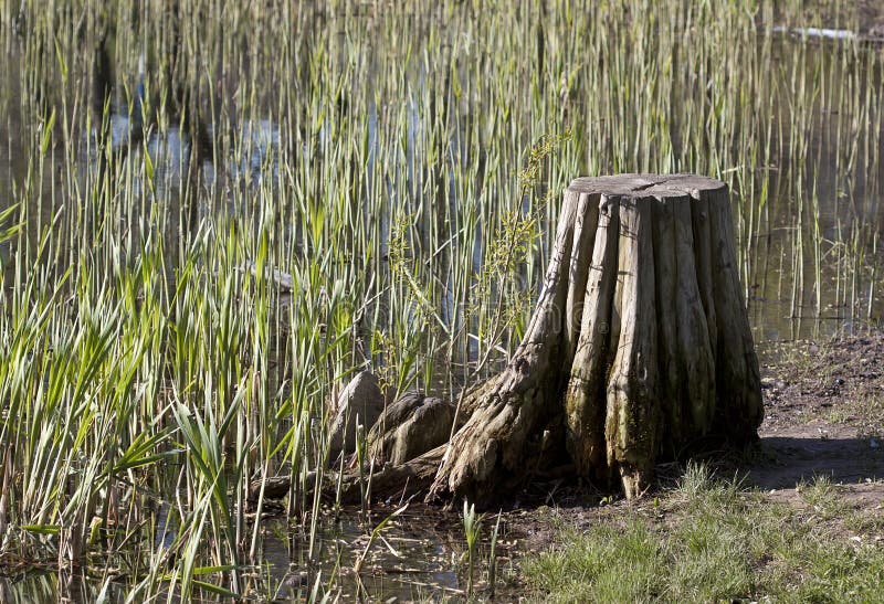 Stump on the Shore - RAW Format Stock Image - Image of stump, water ...