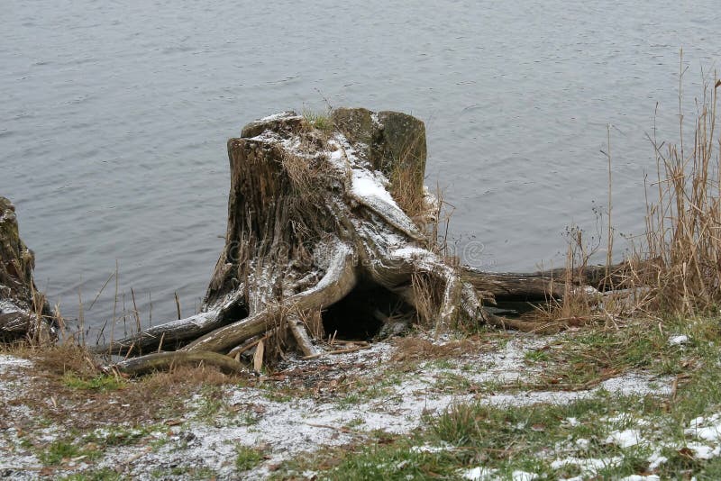 A Stump Similar To a Monster, an Octopus. Stock Image - Image of autumn ...
