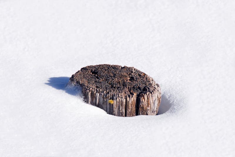 Stump in snow stock image. Image of winter, cold, freezing - 5725065