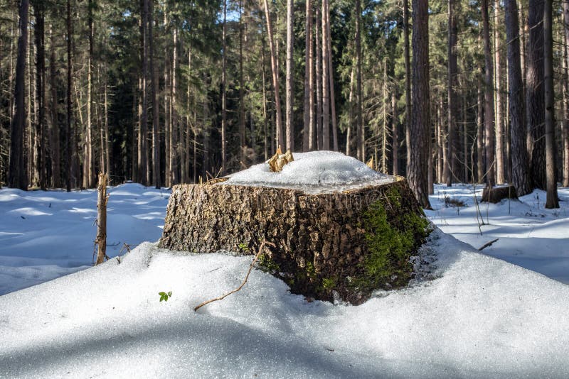 Stump in the Snow, Tree Trunk in Winter Stock Image - Image of trunk ...