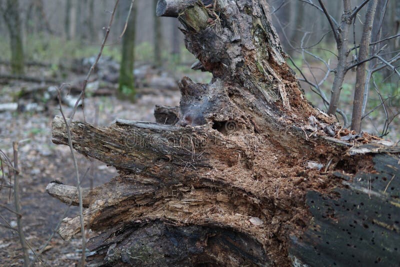 The Stump of Some Decayed Old Fallen Tree in the Forest Stock Image ...