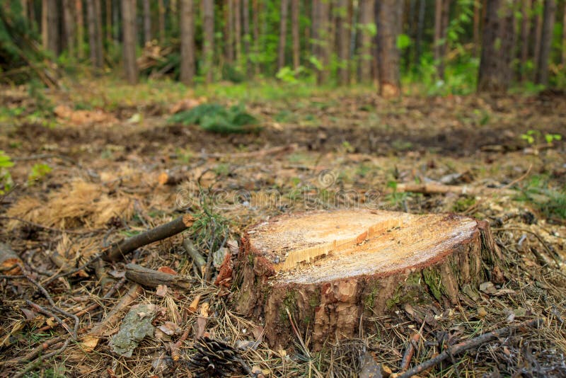 Recent Felling Stock Photos - Free & Royalty-Free Stock Photos from ...