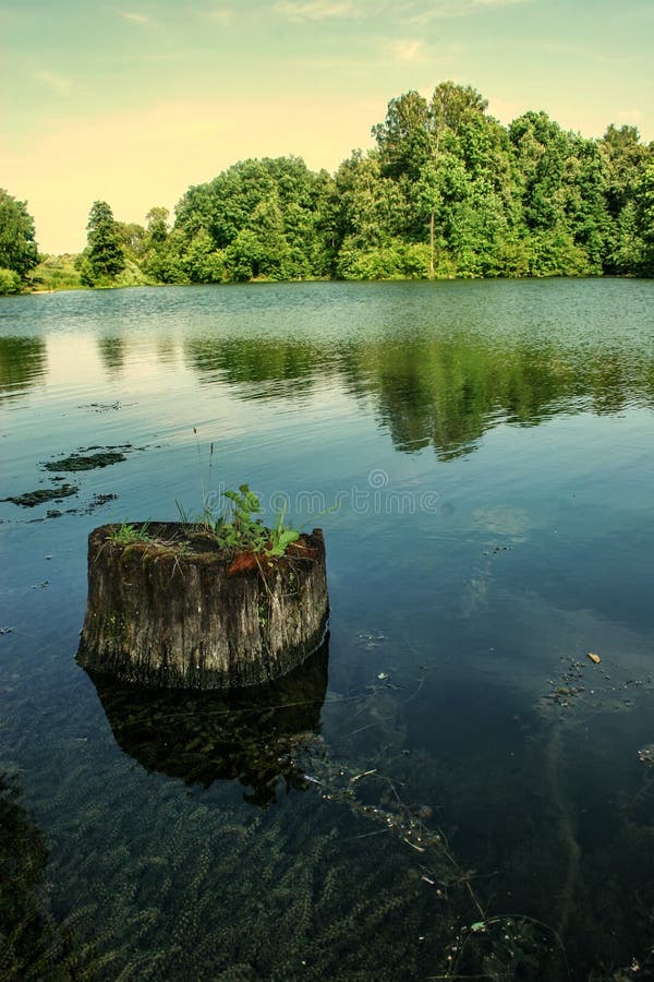Stump Sticking Out of the Water with Algae Stock Image - Image of ...