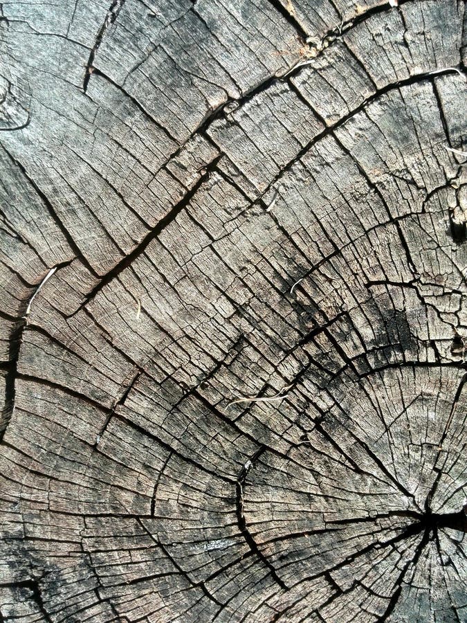 Stump structure stock photo. Image of grey, texture, stump - 59038404