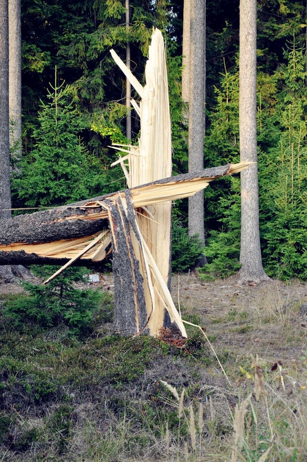 Stump/stub of a Broken Spruce Tree in a Forest after a Storm . Storms ...