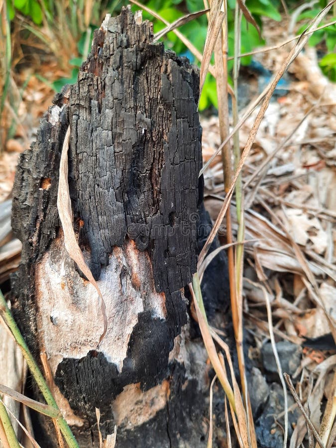 Stump stock photo. Image of treestump, fire, stump, tree - 169488758