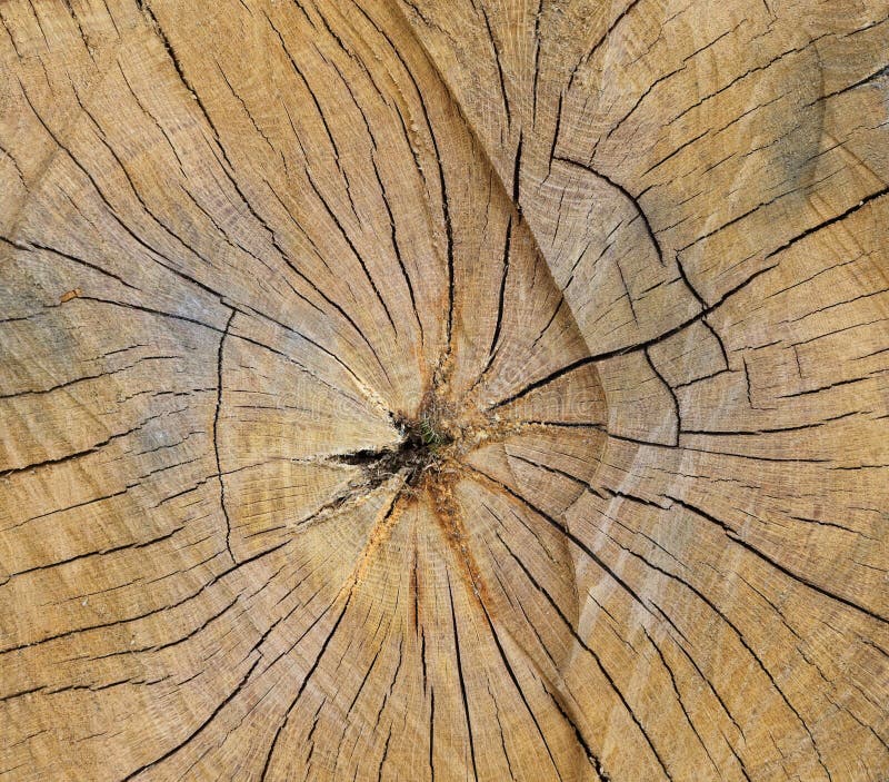 Stump surface texture. stock photo. Image of break, close - 91319292