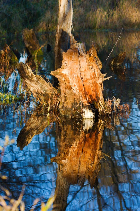 Stump in a Swamp. stock image. Image of grass, summer - 11992769