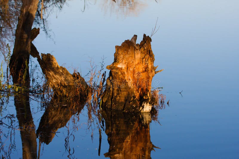 Stump in a Swamp. stock photo. Image of desolation, tree - 12006870