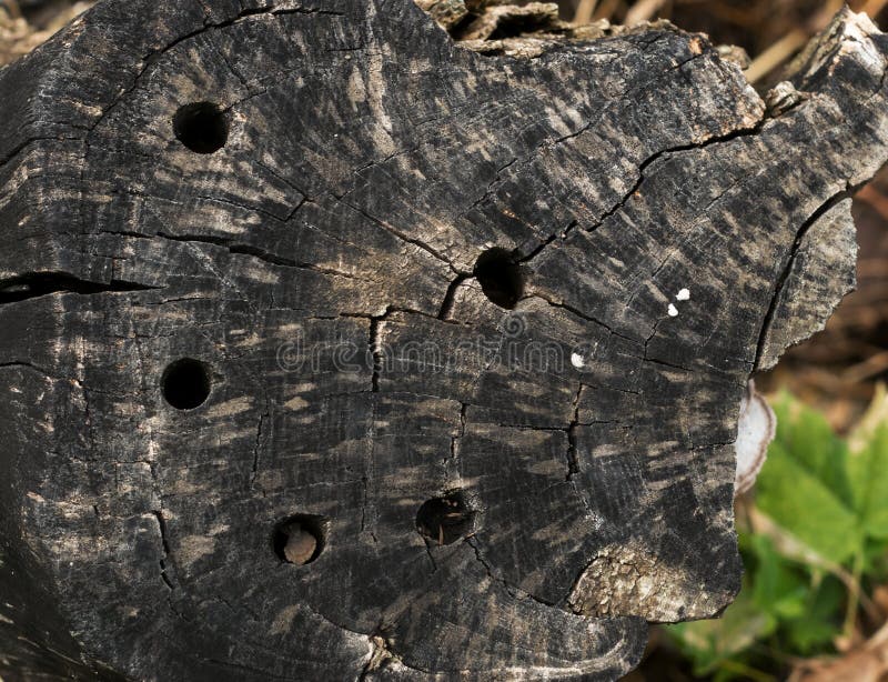 Stump texture stock image. Image of nature, dead, decay - 74629621