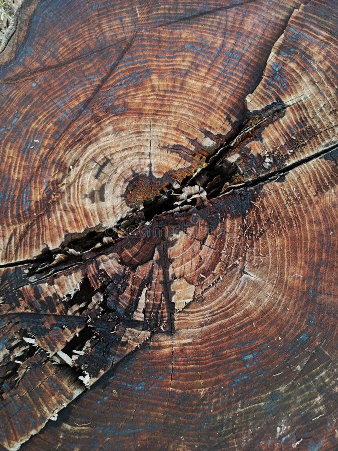 Stump Texture of a Dud Tree Stock Photo - Image of texture, stump ...
