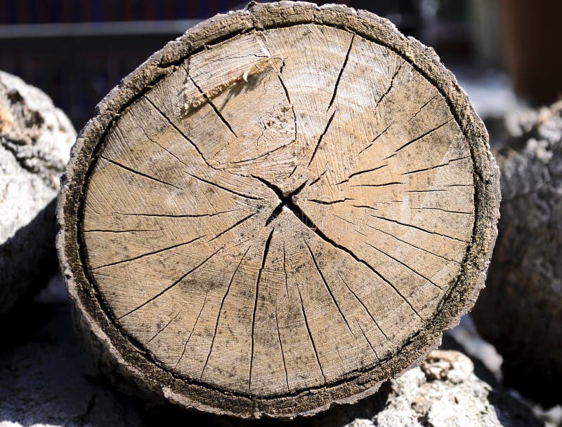 Cut stump photo texture stock photo. Image of close, lumber - 54435586
