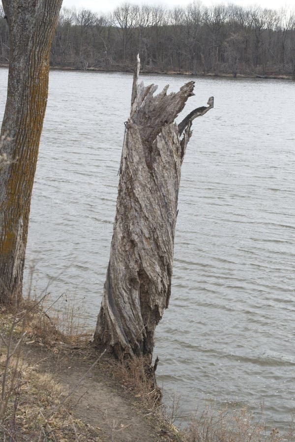 Stump in Time stock image. Image of black, fields, blue - 216157447