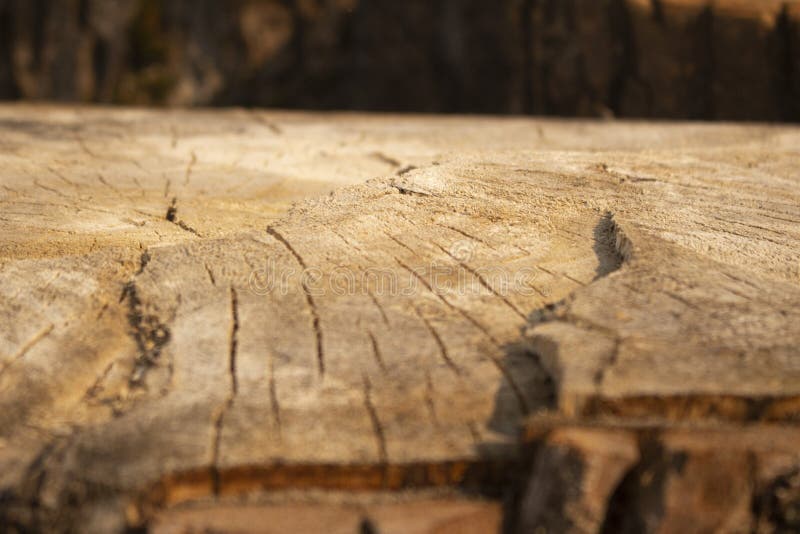 A Stump with Traces of Pollen in the Daylight Stock Photo - Image of ...