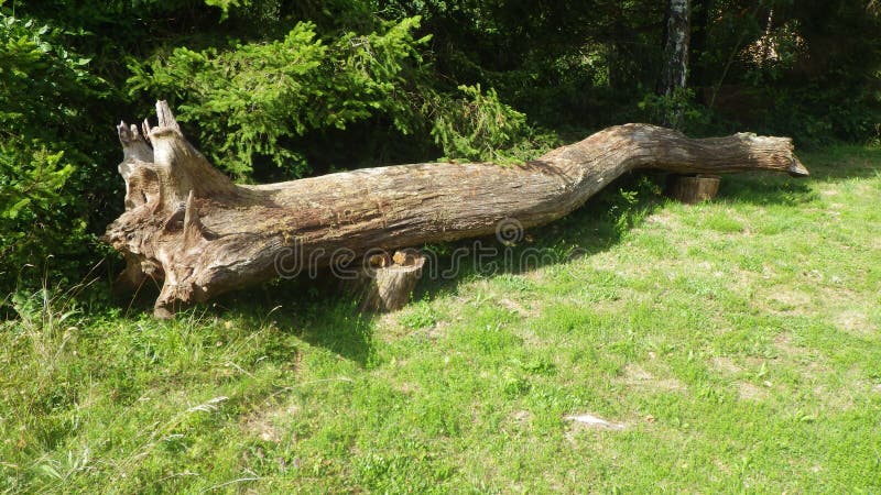 The stump of a tree stock image. Image of tree, land - 254248583