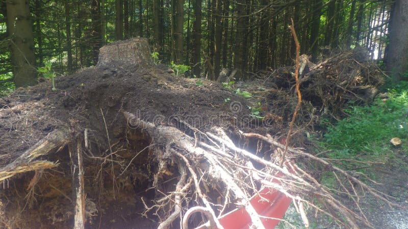The stump of a tree stock photo. Image of species, vegetation - 254248588