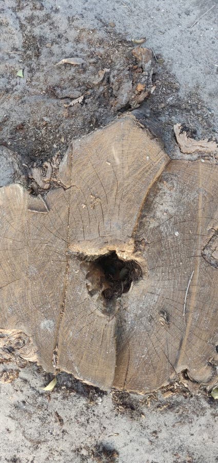 Stump, Tree Cut, Growth Rings Stock Photo - Image of cracks, stump ...
