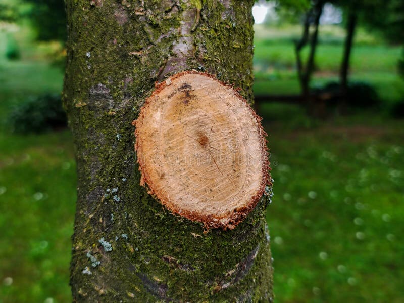 Stump of a Tree. Cut Log. Forest Concept. Cutting Forest Background ...