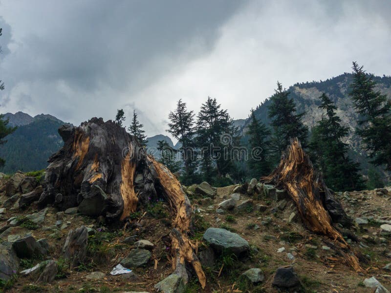 Deforestation or Stump of Tree after Cutting the Cedar Tree in Kalam ...