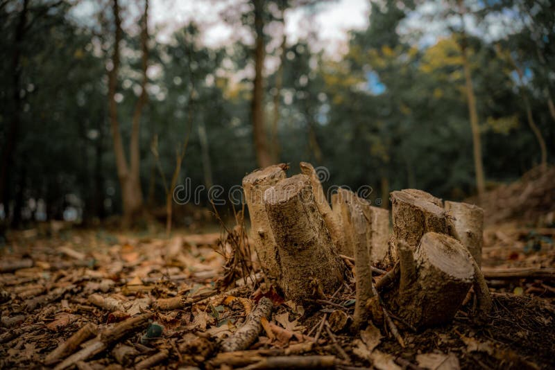 Stump of a Tree with Fall Leaves in a Forest Stock Photo - Image of ...