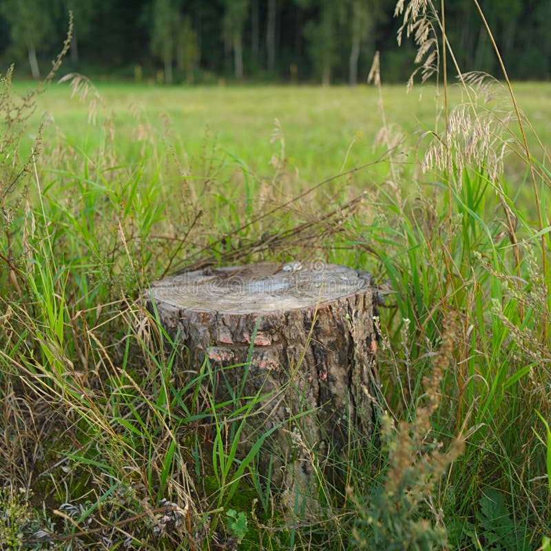 An Old Stump In A Field Of Texas Bluebonnet Wildflowers Stock Image ...
