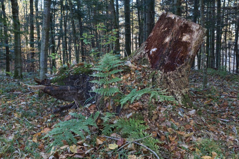 Stump of a Tree in the Forest Stock Image - Image of nature, denmark ...