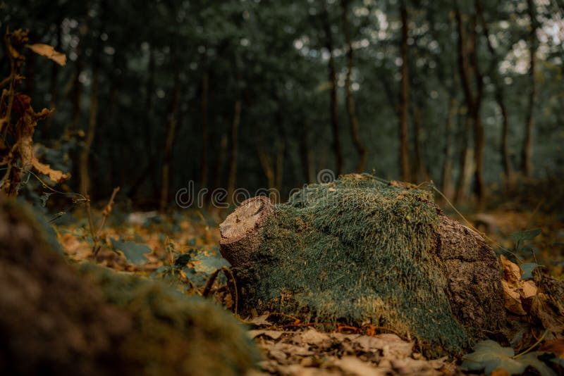 Stump of a Tree with Moss Growth and Fall Leaves in a Forest Stock ...