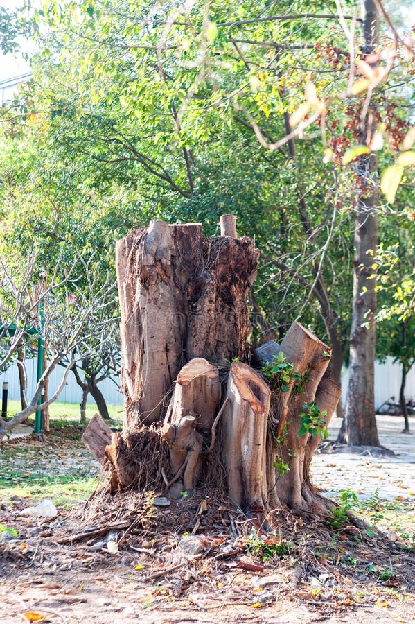 Stump tree in nature place stock image. Image of season - 65944603