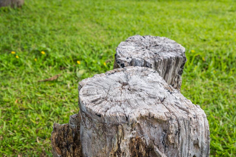 Tree Stump And Green Grass Field Manage Stock Image - Image of nature ...