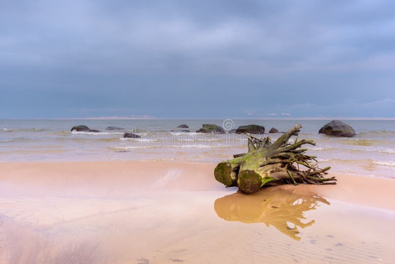 Stump of tree stock image. Image of seashore, boulder - 92445269