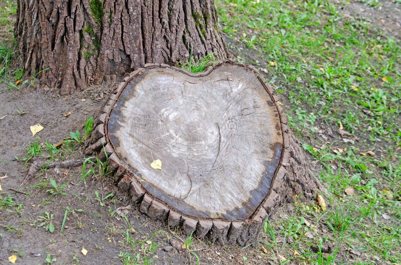 Heart-Shaped Tree Stump stock image. Image of bark, trunk - 101073325